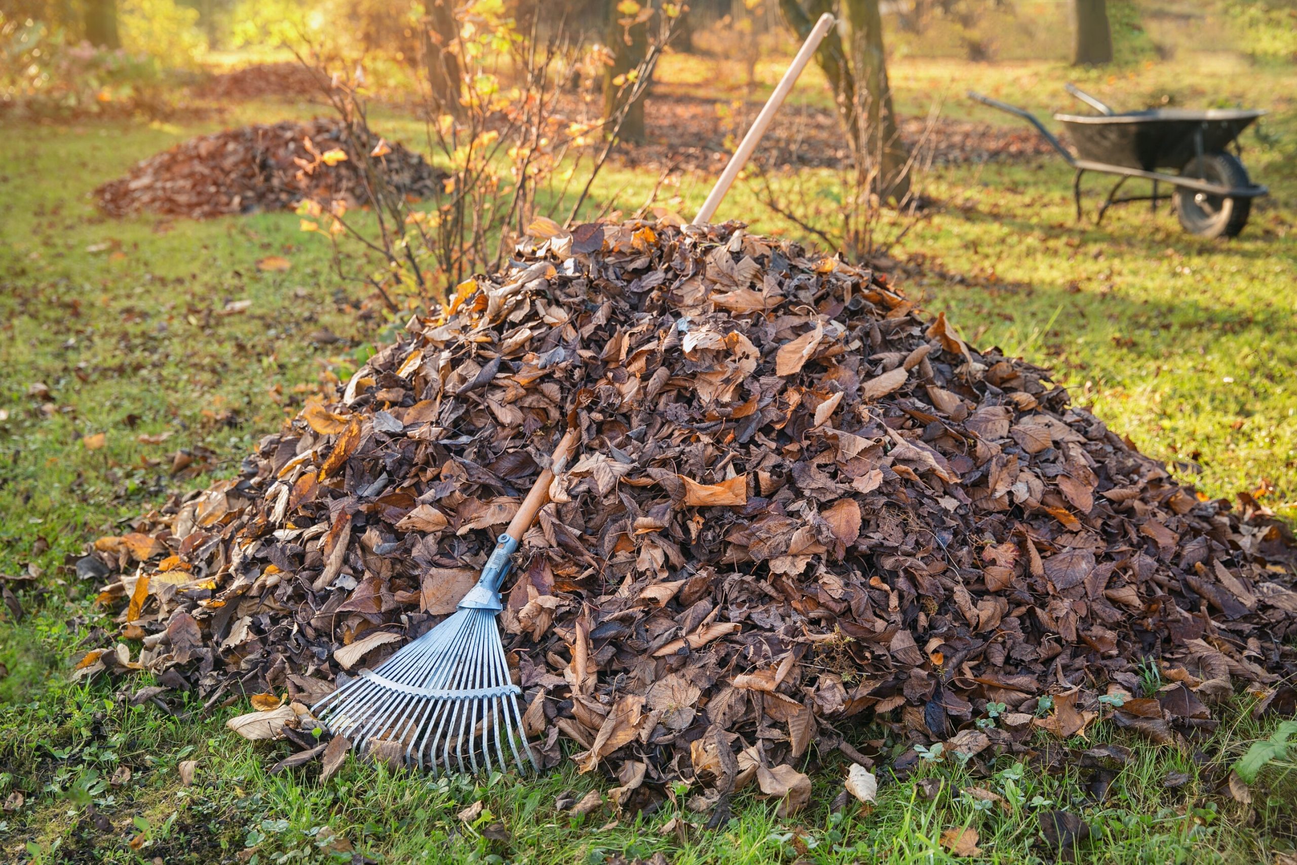 Why Fall Leaf Removal Is Essential for a Healthy Landscape - C.O ...